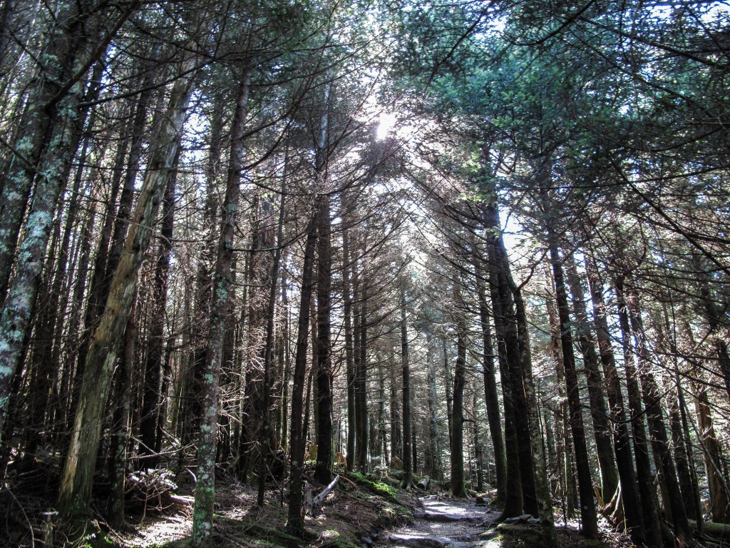 About spruce-fir forests – Southern Appalachian Spruce Restoration ...