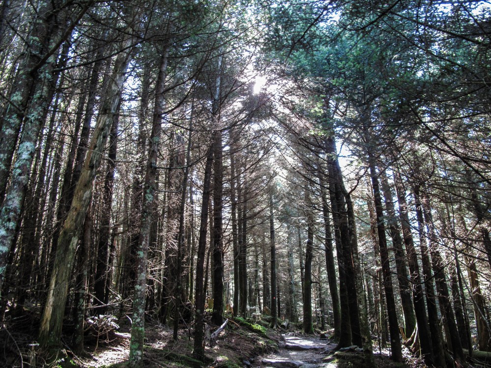 About spruce-fir forests – Southern Appalachian Spruce Restoration ...