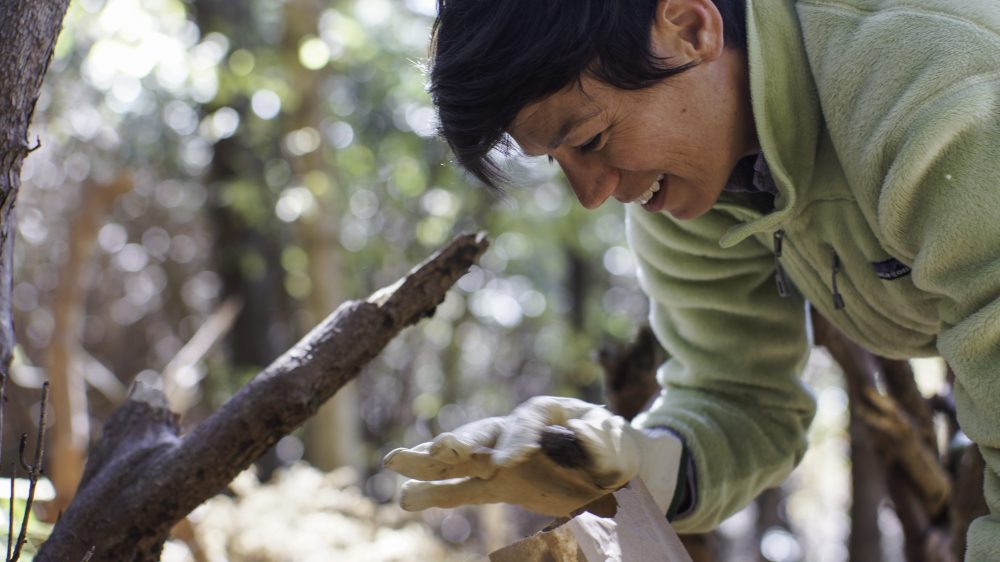Southern Appalachian Spruce Restoration Initiative